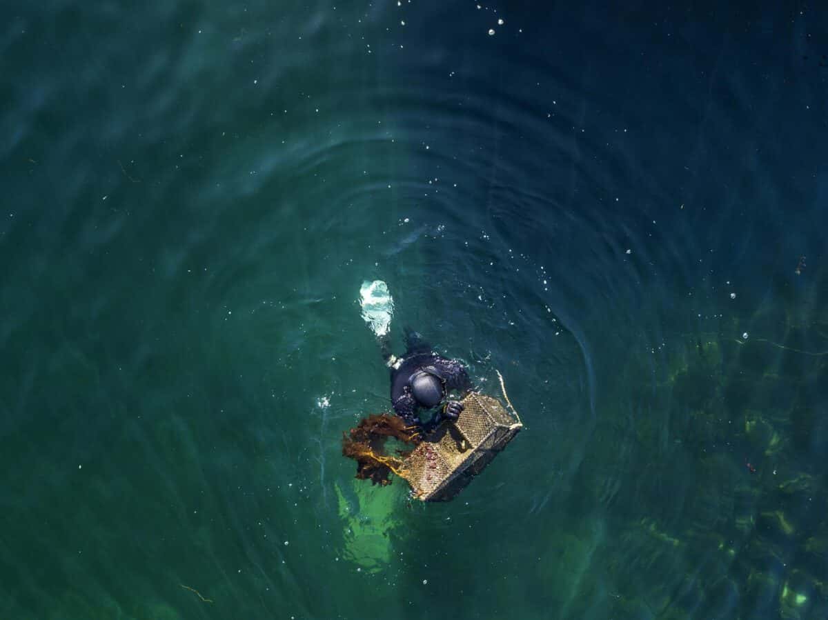 It's In Our Nature: Norwegian Rowing Community Leads Marine Restoration ...